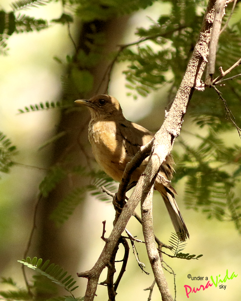 The National Bird of Costa Rica – under a Pura Vida sky