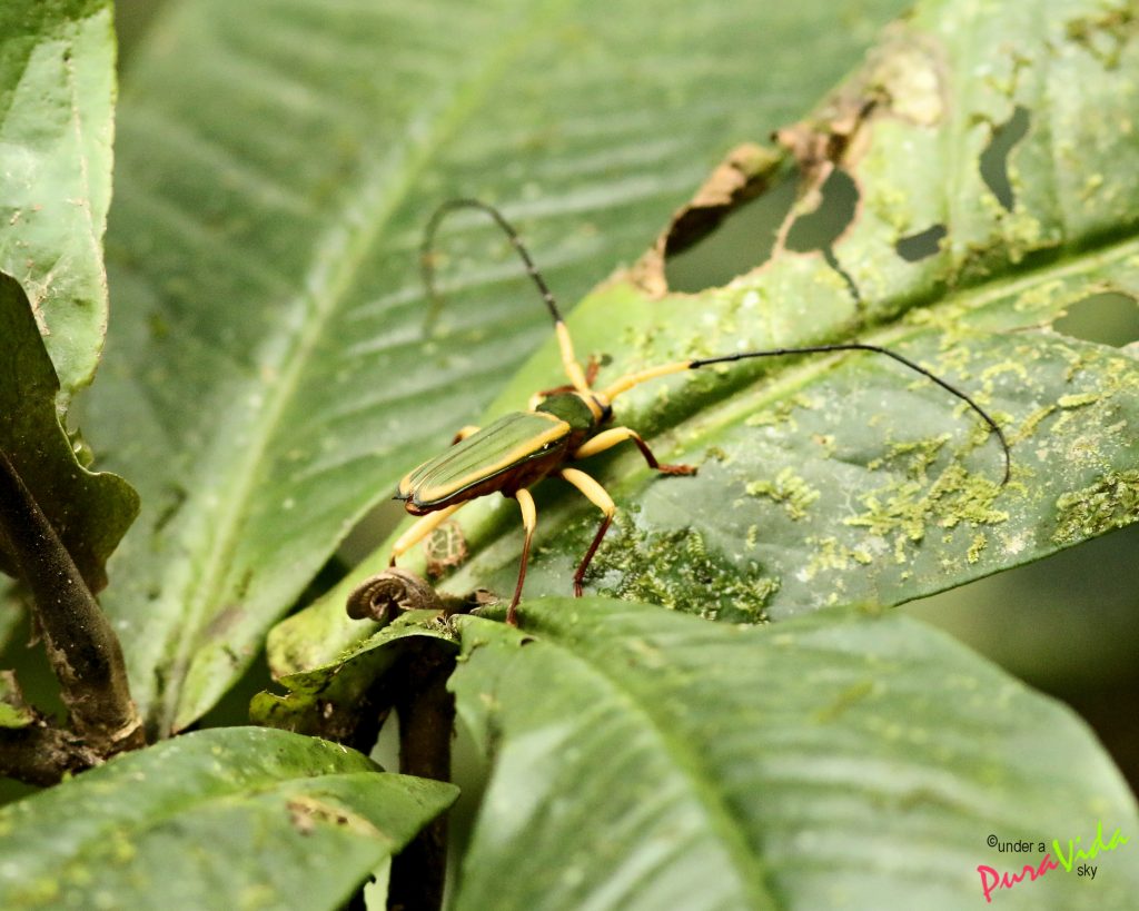 Invertebrates – under a Pura Vida sky